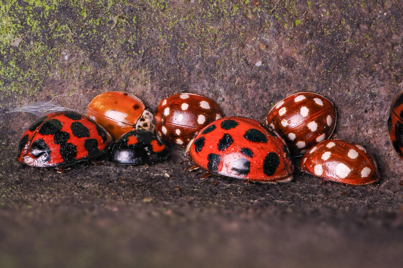 Ladybird Capital Of The North. – Friends of Jesmond Old Cemetery