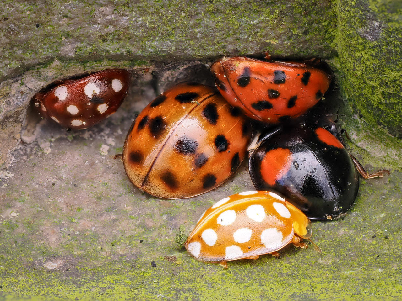 Ladybird Capital Of The North. – Friends of Jesmond Old Cemetery