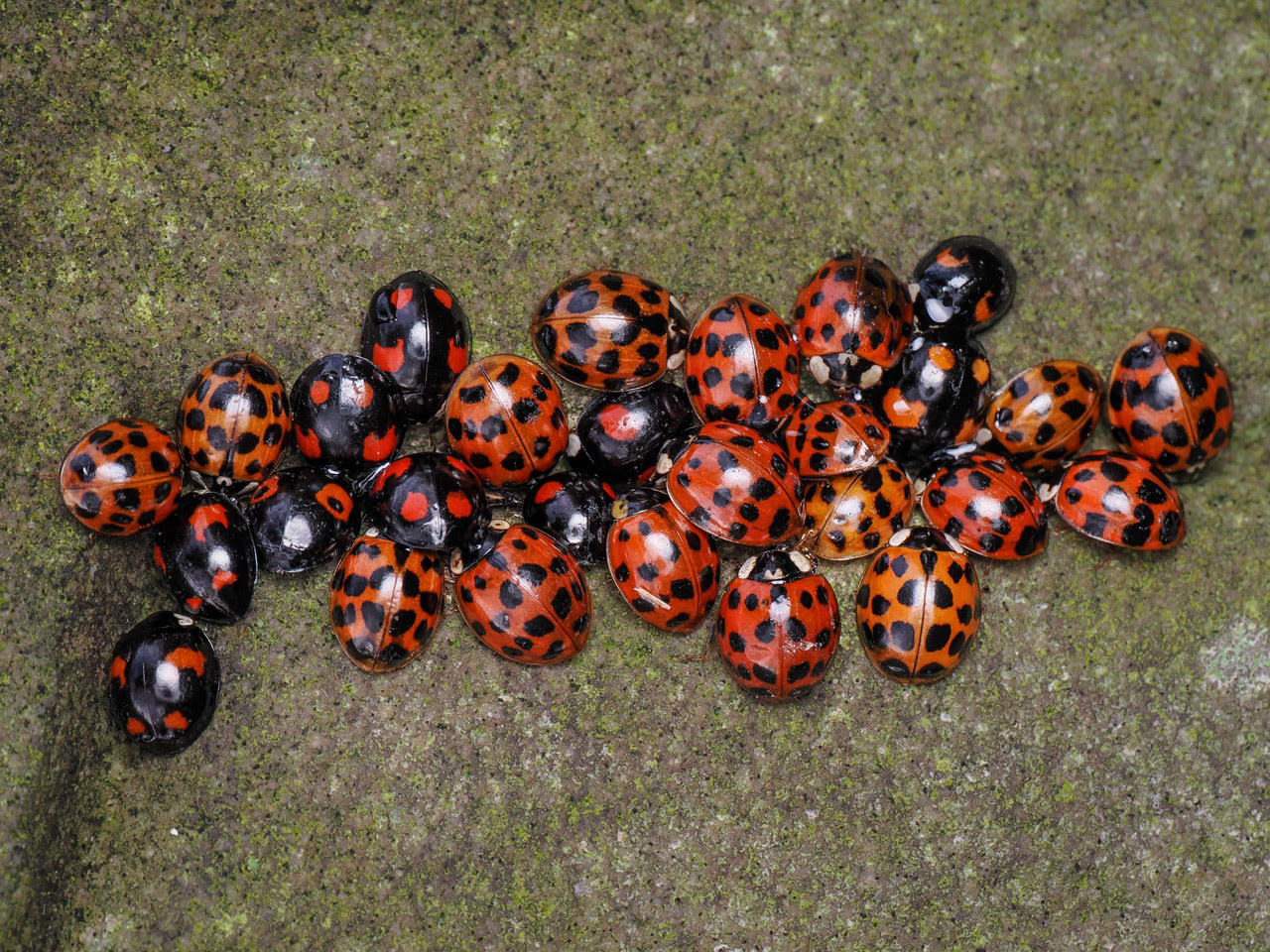 Ladybird Capital Of The North. – Friends of Jesmond Old Cemetery