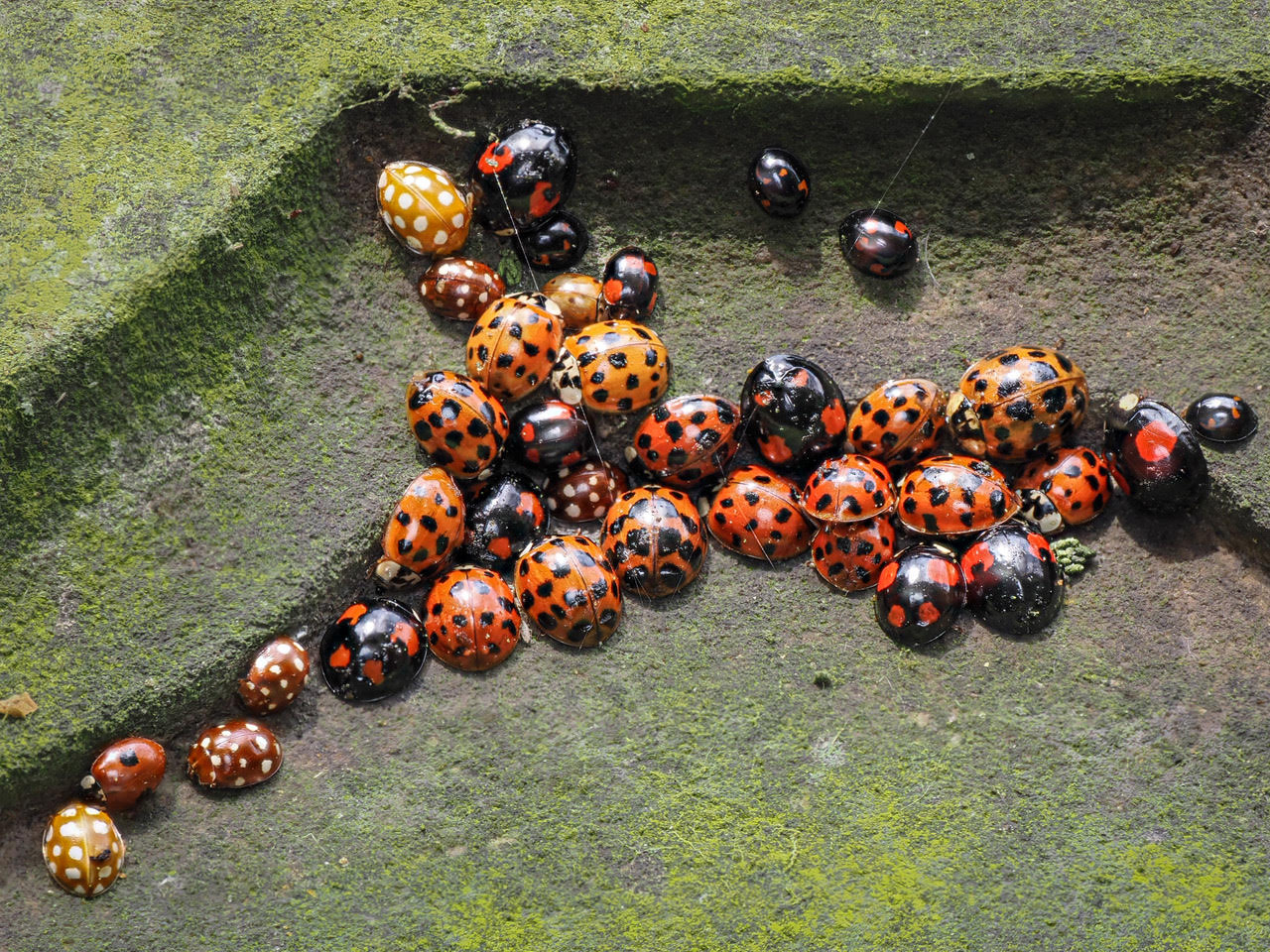 Ladybird Capital Of The North. – Friends of Jesmond Old Cemetery